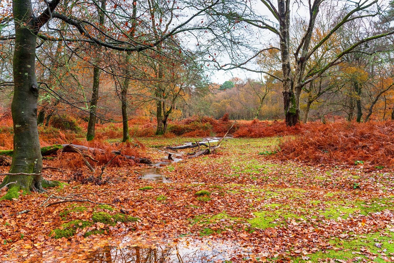 Met Office warnings this week: Where will the worst rain hit in the UK?