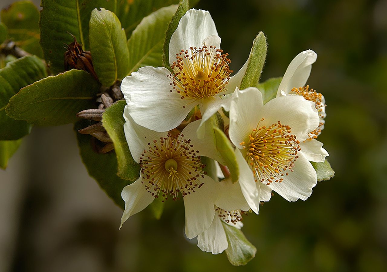 "Cuándo el ulmo florece se termina el verano": el árbol que da vida al ...