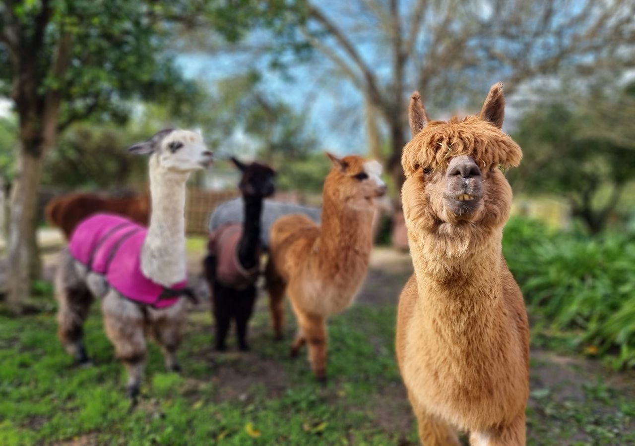 Uma quinta com alpacas em Portugal? Sim, existe — e até lhes pode dar ...