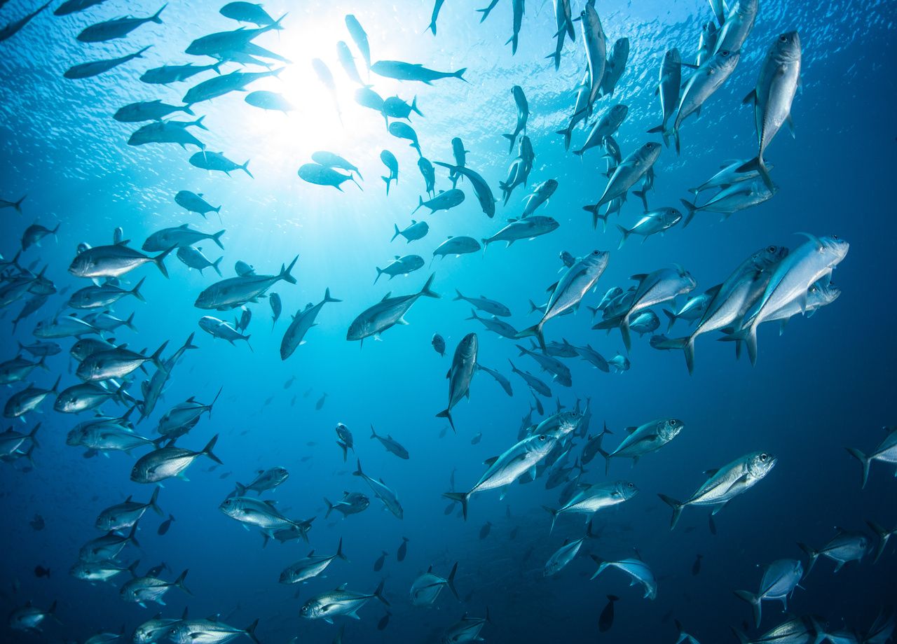 Un quart de biomasse de poissons en moins dans les eaux françaises d ...