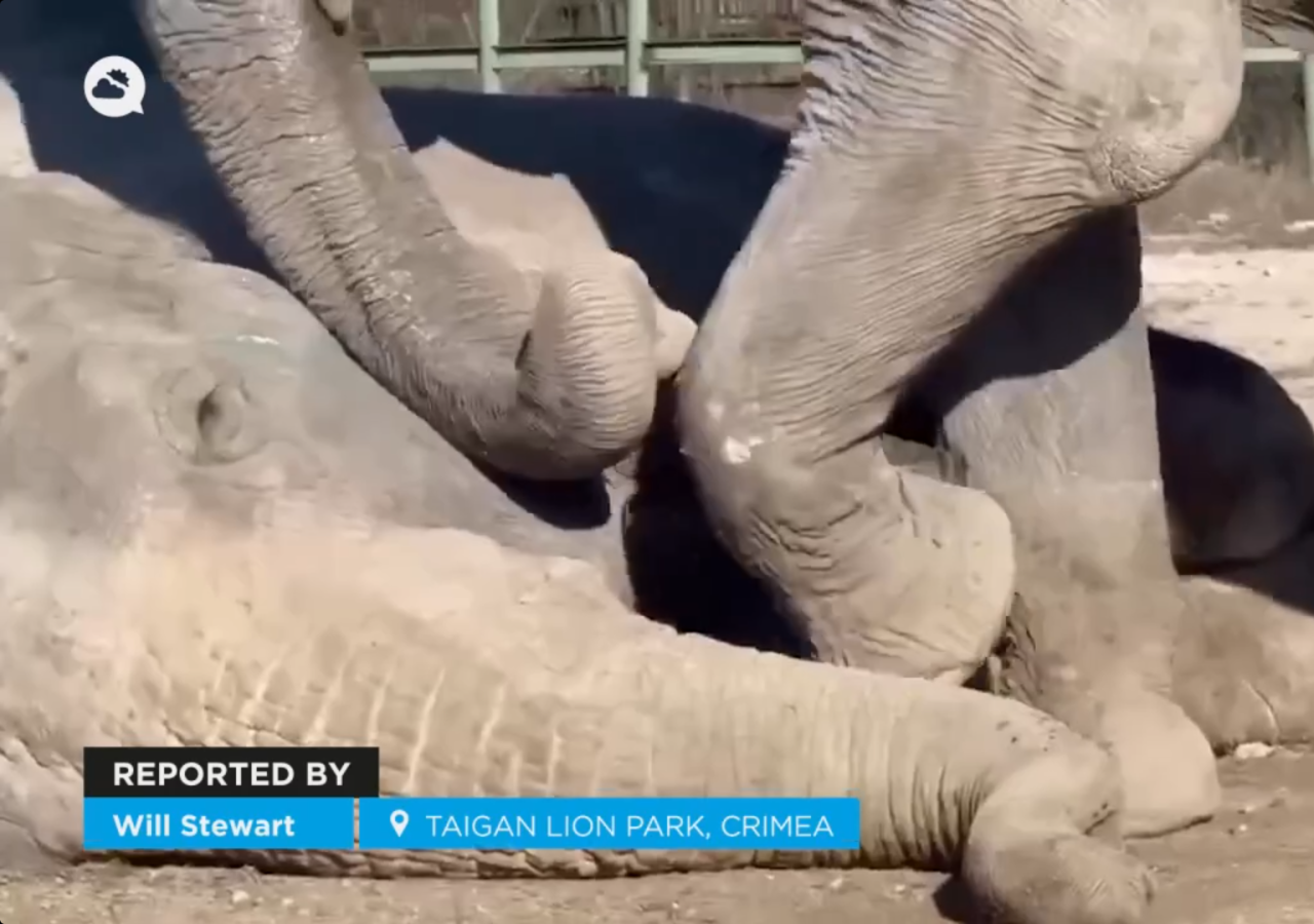 Una elefanta desconsolada intenta levantar y acariciar a su compañera de toda la vida que acaba ...