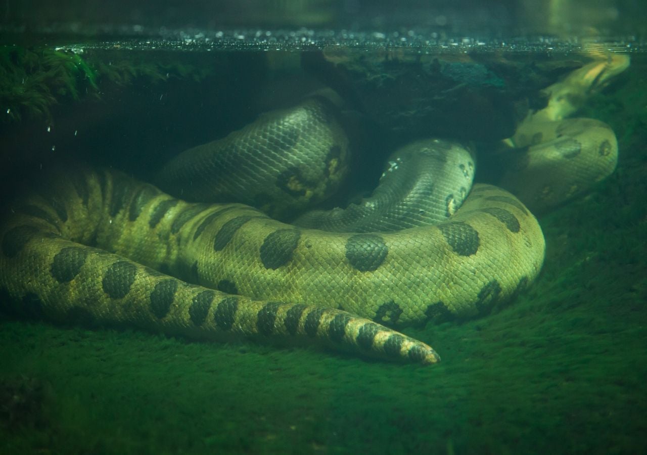 Anaconda La Serpiente Mas Grande Del Mundo Amazonas Descubren Enorme