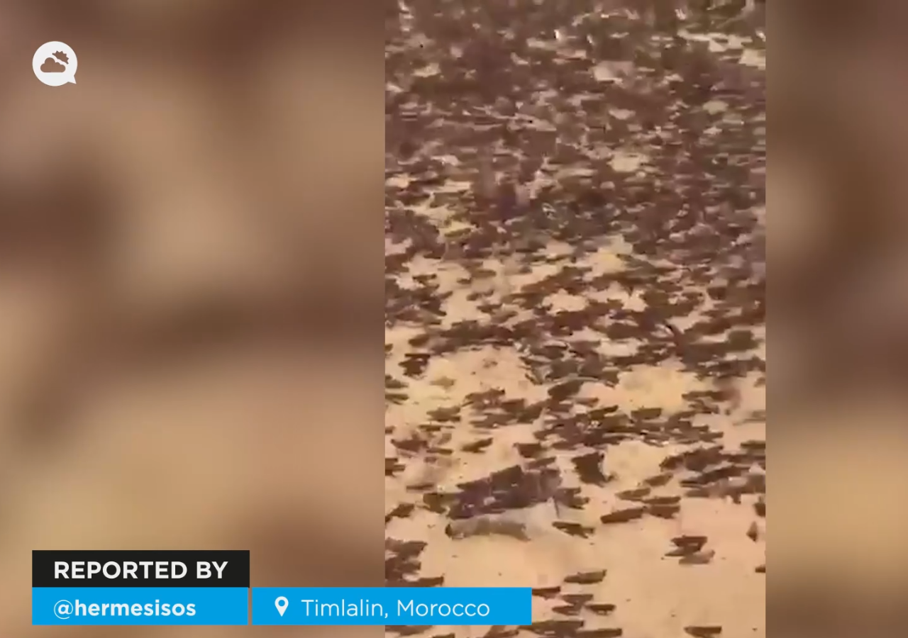 Video increíble: una gran plaga de langostas azota Timlalin en Marruecos
