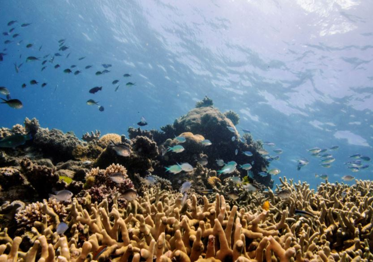 UNESCO considera listar Barreira de Corais da Austrália como "em perigo"