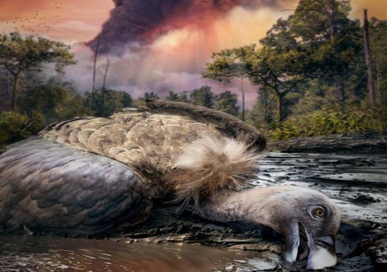 University College Cork researchers marvel at fossil 'phoenix' arising ...
