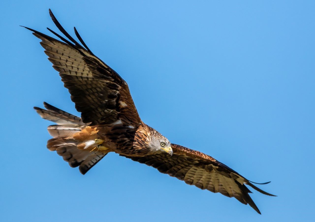 À la rencontre du milan royal : avez-vous déjà observé l'un des rapaces ...
