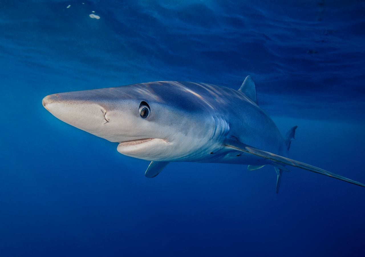 Unos biólogos marinos de Hong Kong revelan que los tiburones azules ...