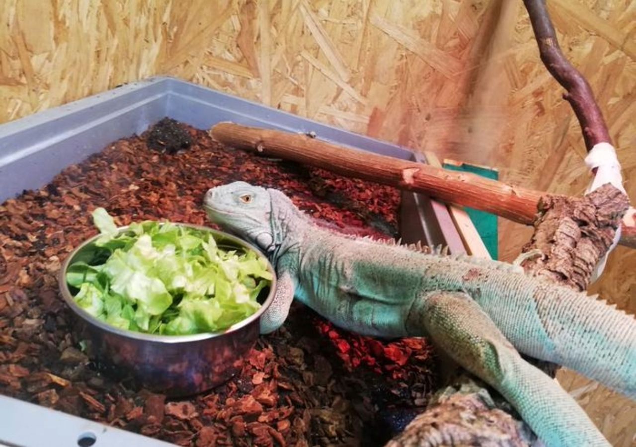 Using calcium and strontium isotopes to reconstruct the diets of fossil ...