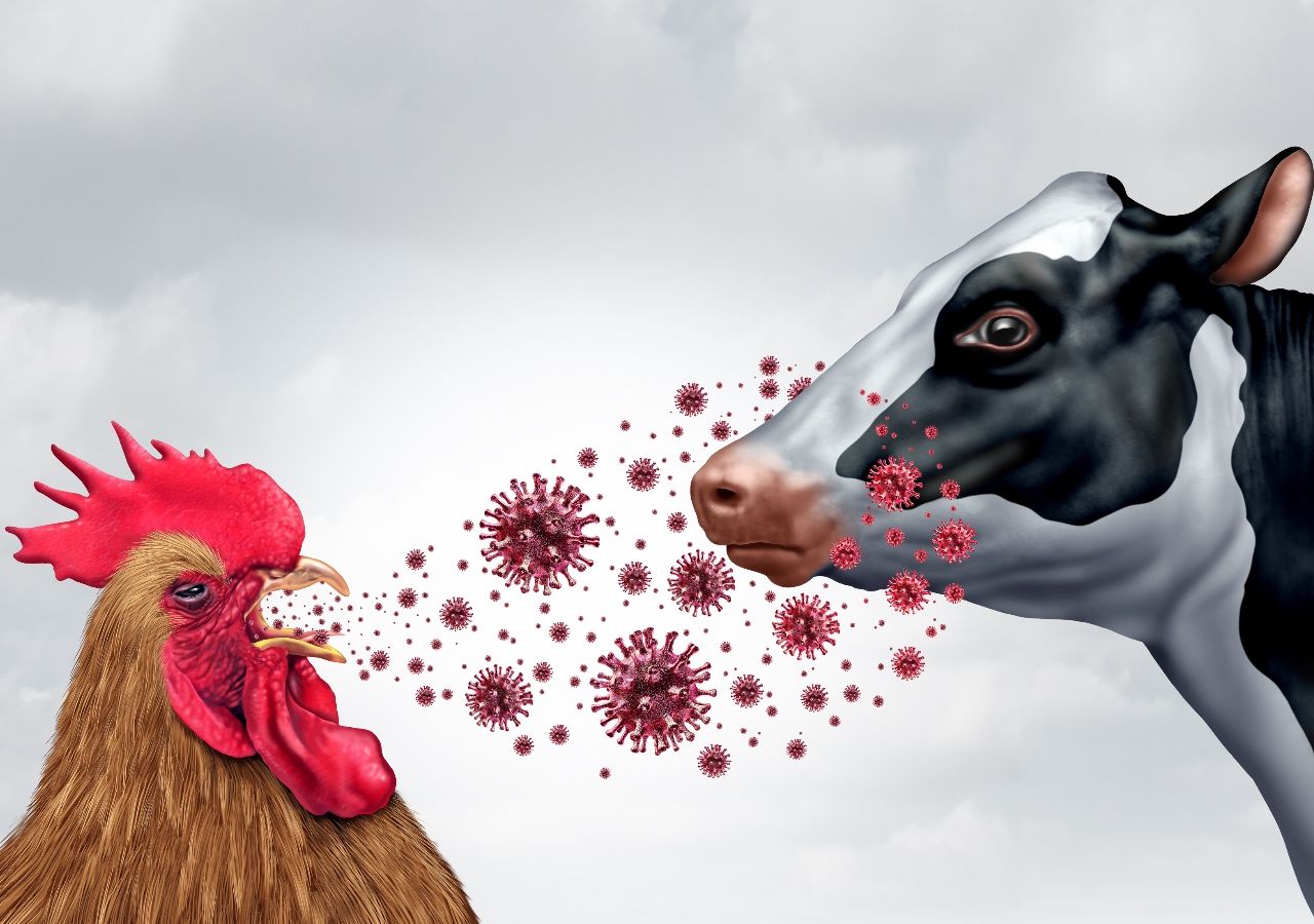 Vacas con gripe aviar: se contagiaron tres humanos en EE.UU. y hay ...