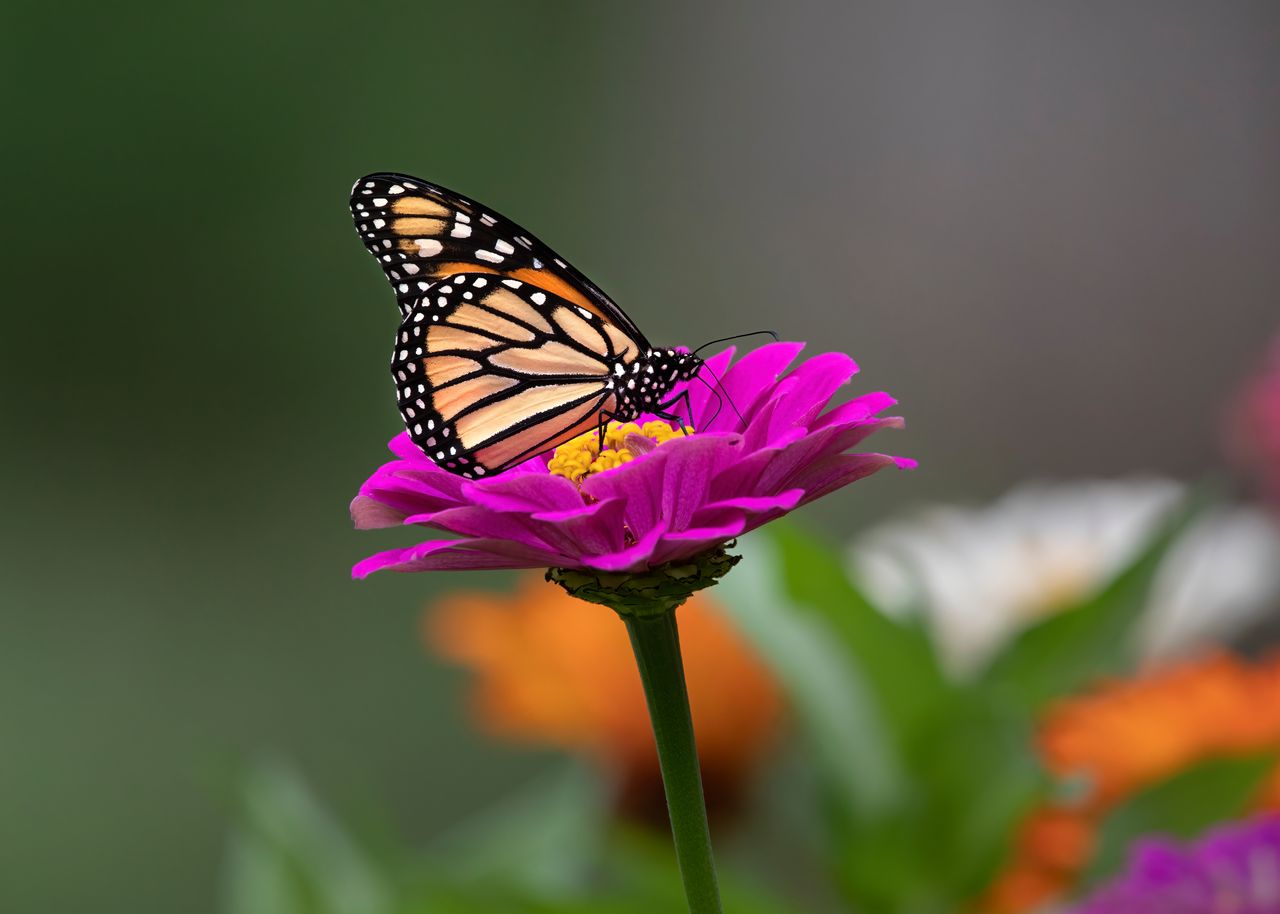 Want More Butterflies? Plant Rattlesnake Master