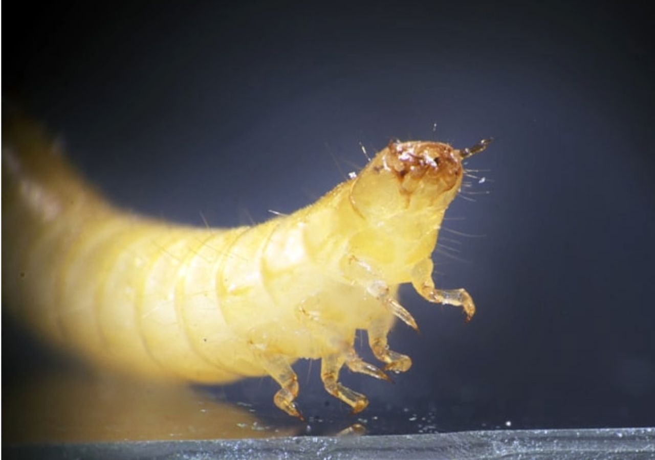 Observing red flour beetle movements can help protect food supplies