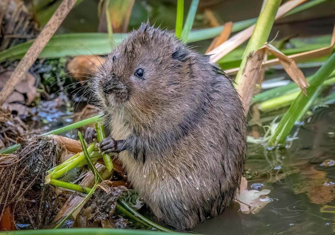 Water voles are in “real peril” Countryfile presenter warns, but ...