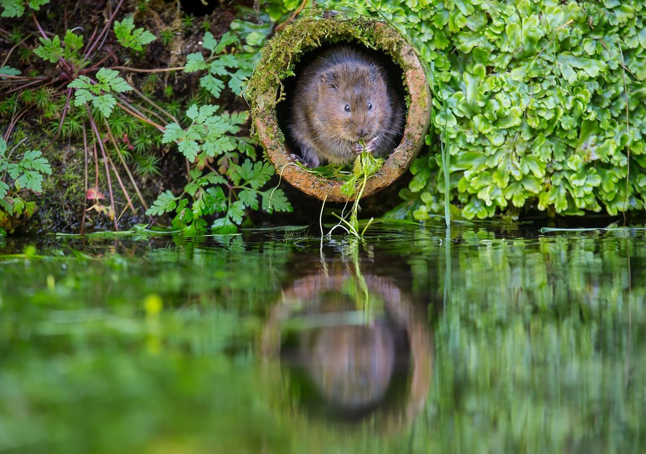 Water voles make historic return to Cumbria