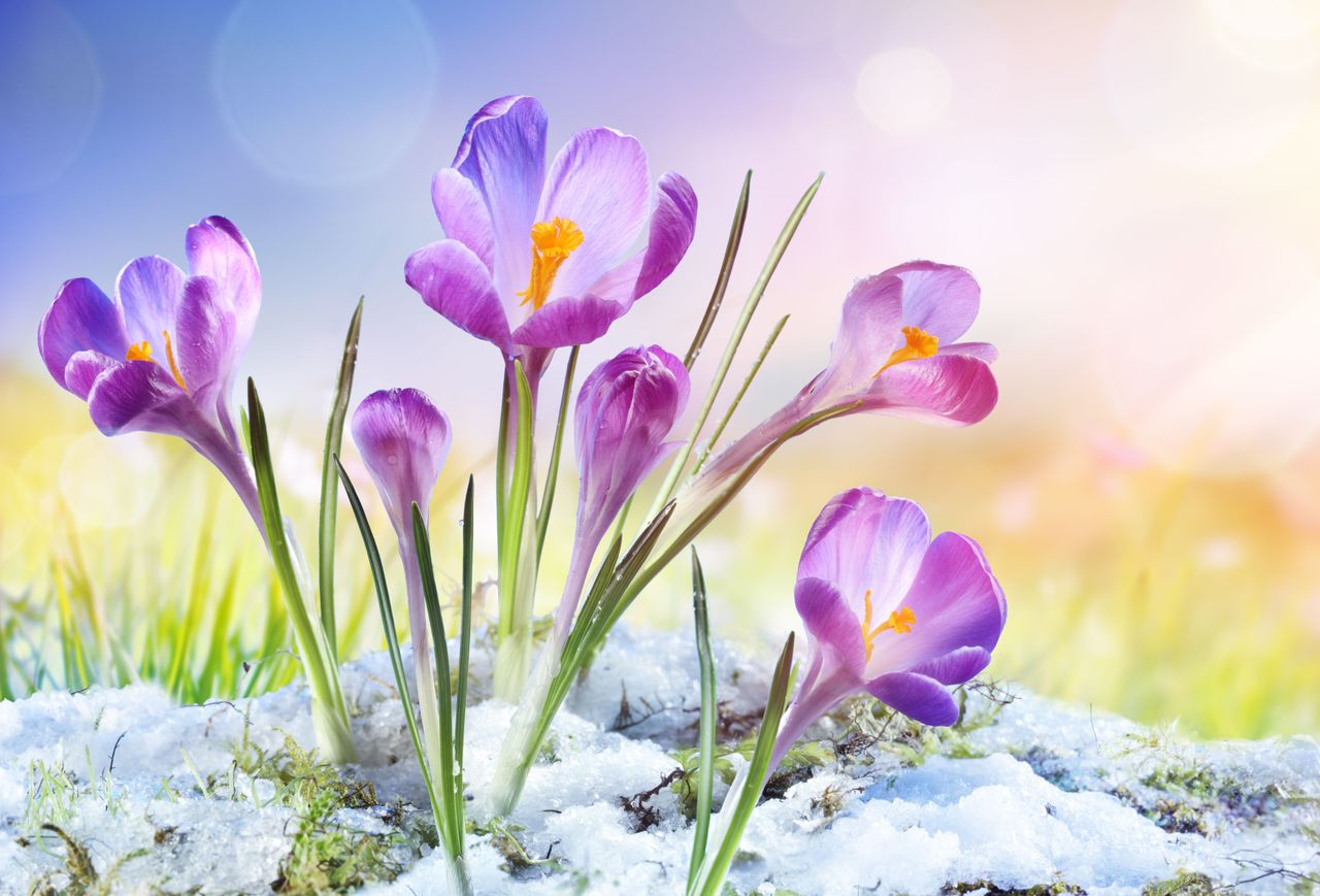 Kommt im Februar nochmal die große Kälte oder ist der Frühling nah?