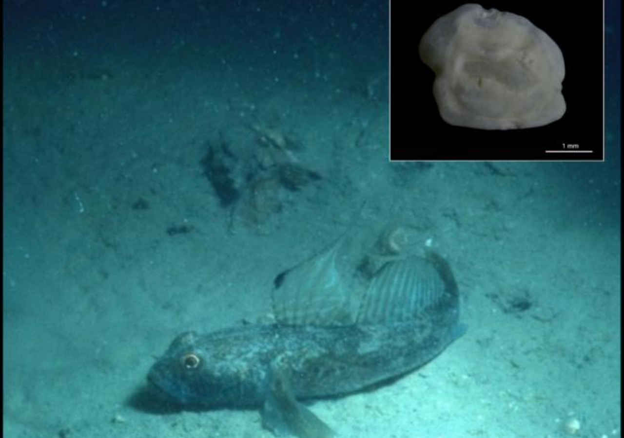 What can fish ears tell us about their secret lives?