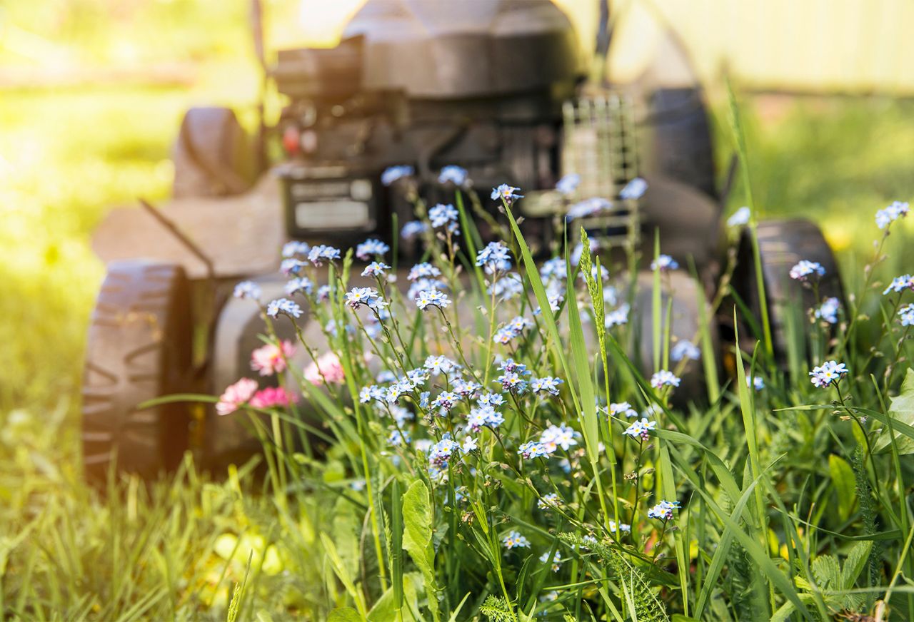 What is 'No Mow May' and how can you get involved?