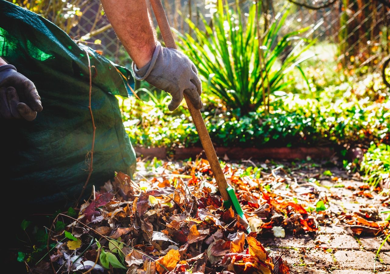 What to plant in November for a burst of colour next spring