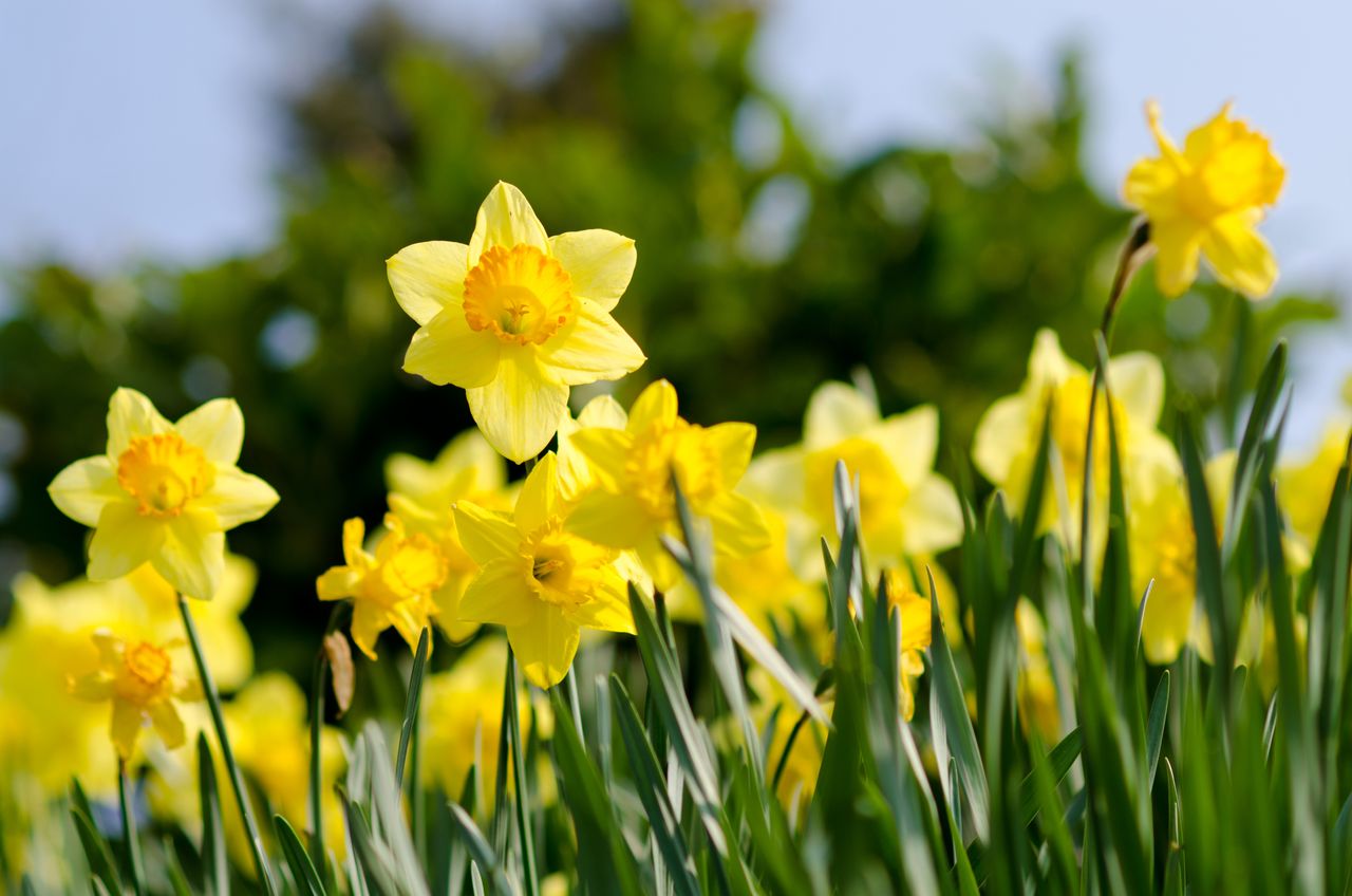 When will spring arrive?