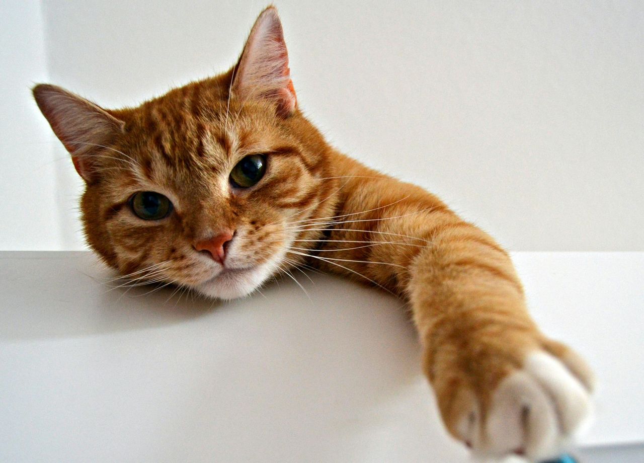 Why Are Orange Cats Orange? Scientists Uncover a One-of-a-Kind Mutation ...