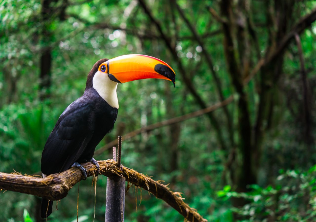 Why are tropical ecosystems so incredibly diverse?
