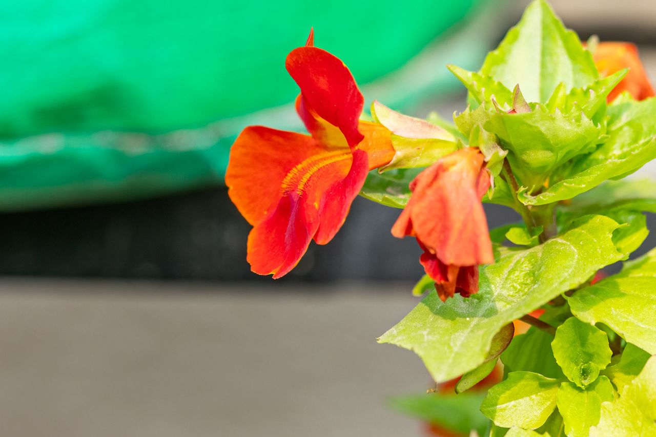 Wild Plants Can Quickly Evolve to Survive Extreme Drought
