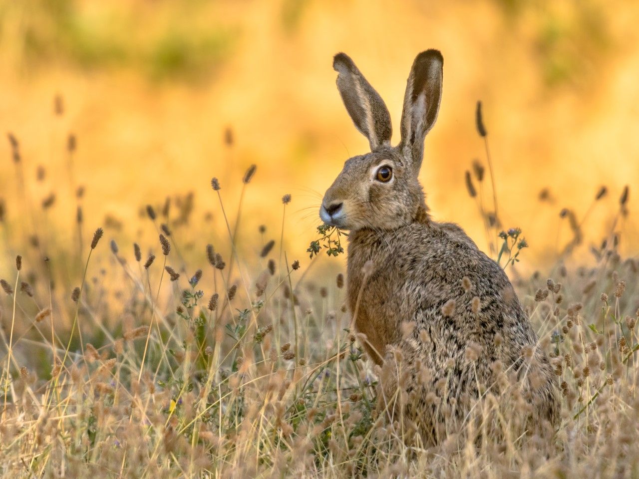 Wildlife crime hits record high in England and Wales Wildlife crime hits record high in England and Wales