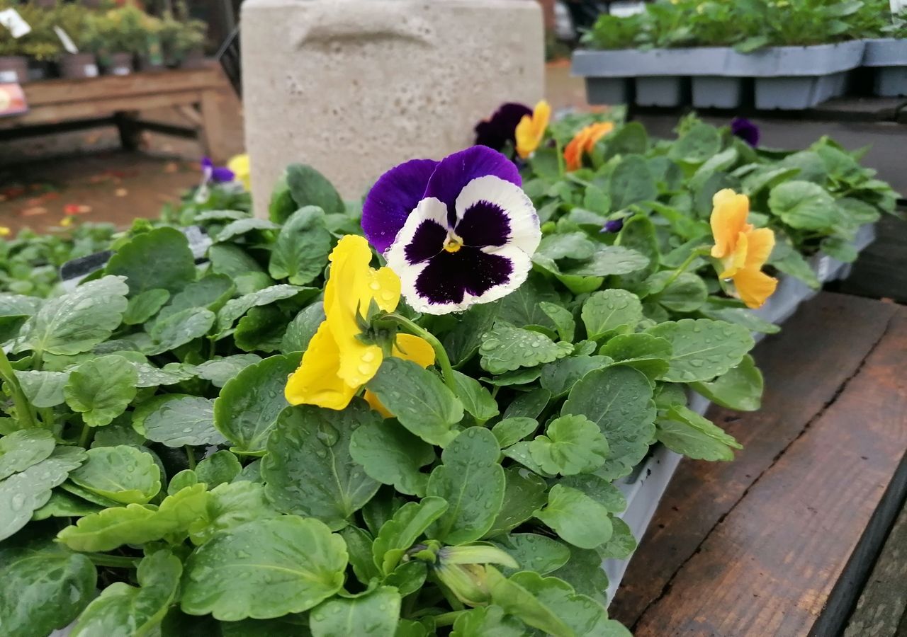 Winter planting inspiration for your UK garden from RHS Wisley Gardens