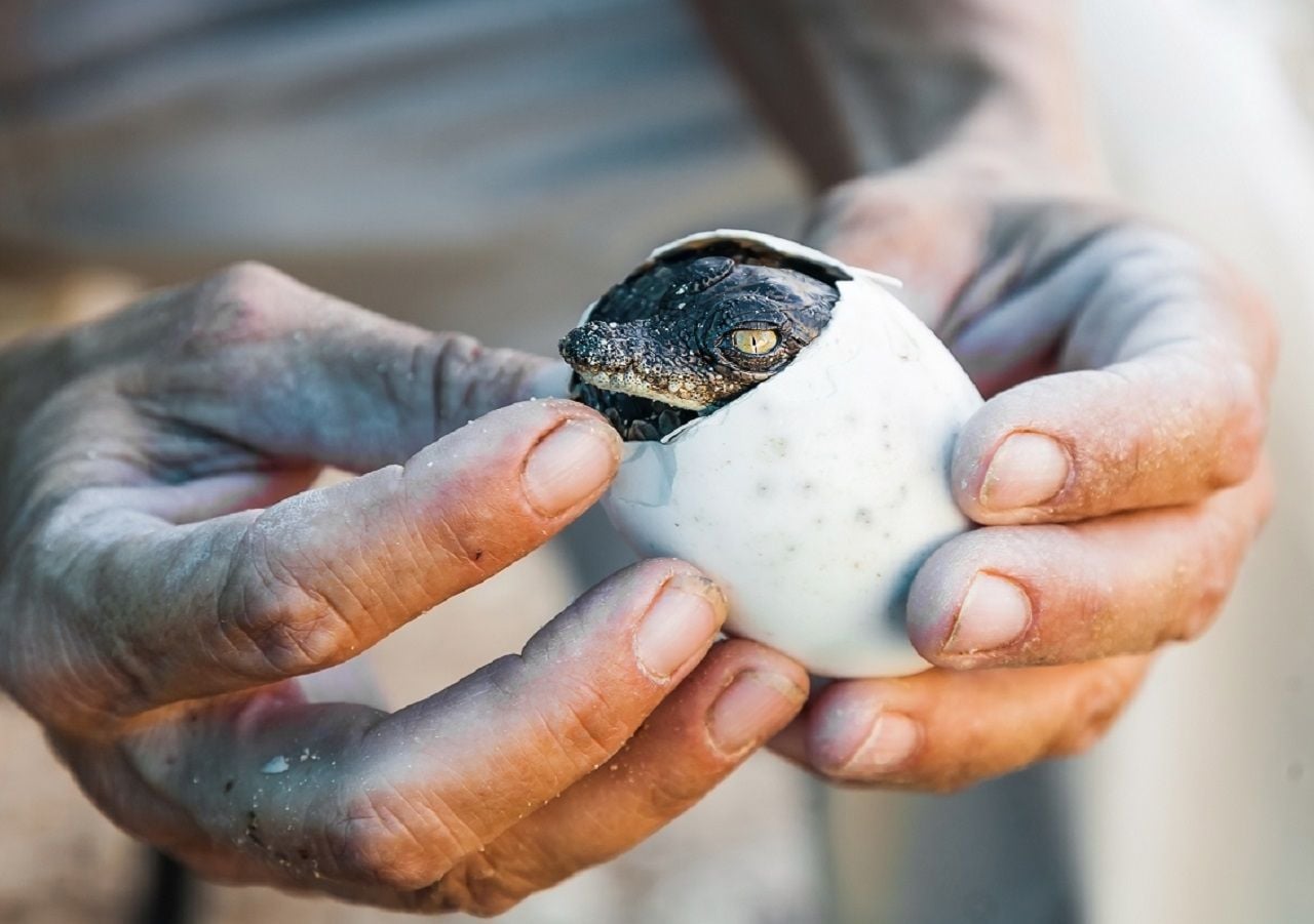 Inédito: registran el primer parto virginal de un cocodrilo en el mundo