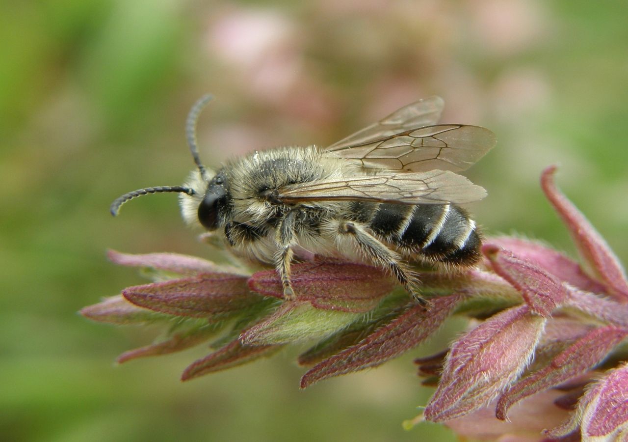 Would you bee-lieve it? Researchers rediscovery rare bee species in ...