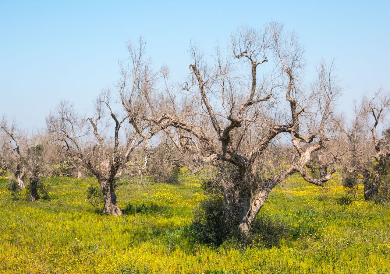 Xylella fastidiosa, qué es y por qué tiene en vilo a miles de ...