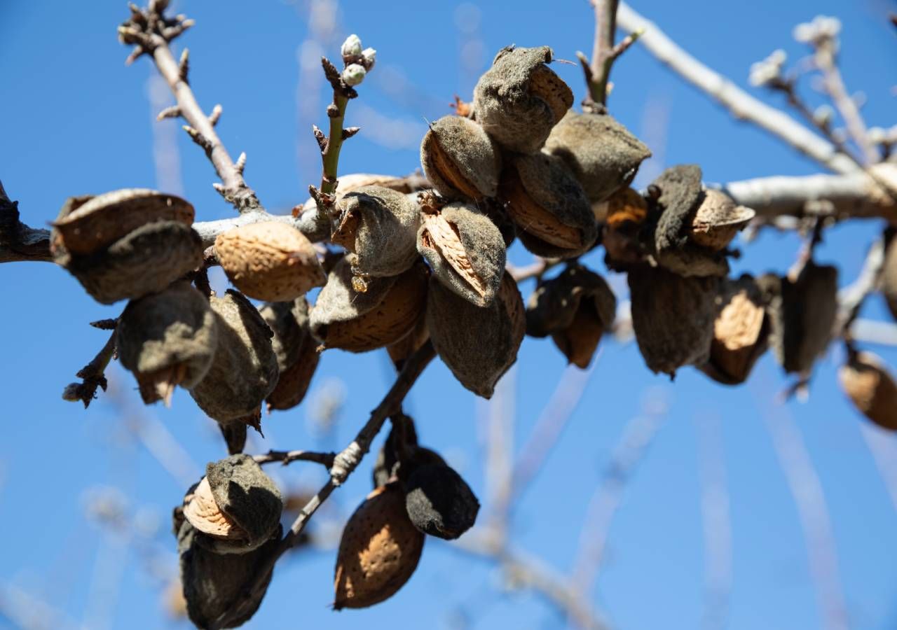 Xylella fastidiosa: Universidade de Coimbra identifica, pela primeira ...
