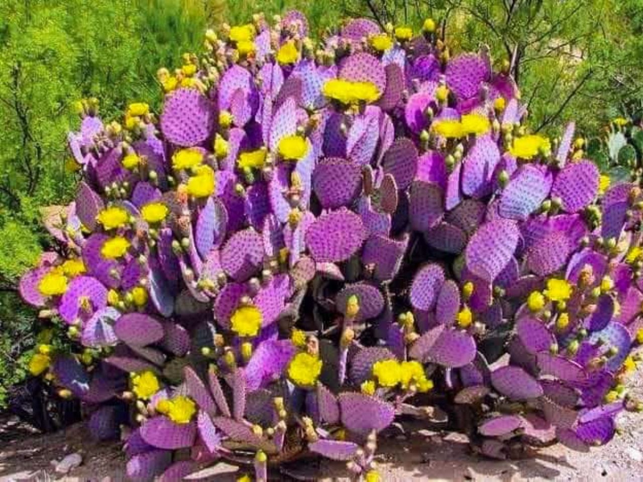 Zona de silencio, el misterioso territorio mexicano en el que pocos se ...